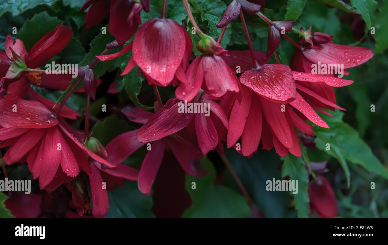 Red begonias Close up. Blooming begonia flowers. Macro image Stock ...