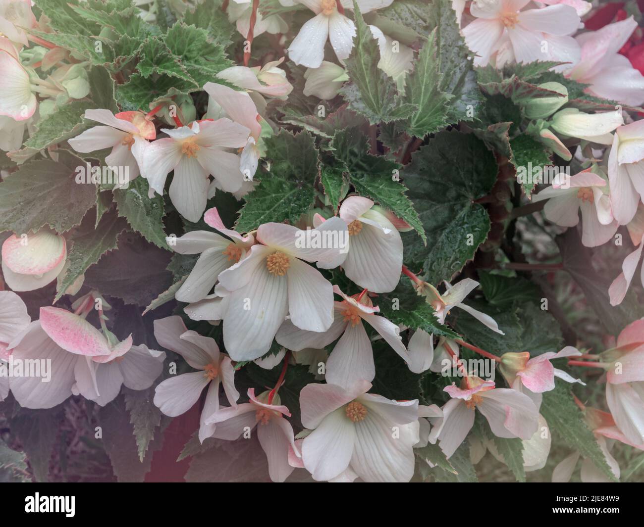 Large begonia flowers close-up. Flowering plant of begonia hybrid ...