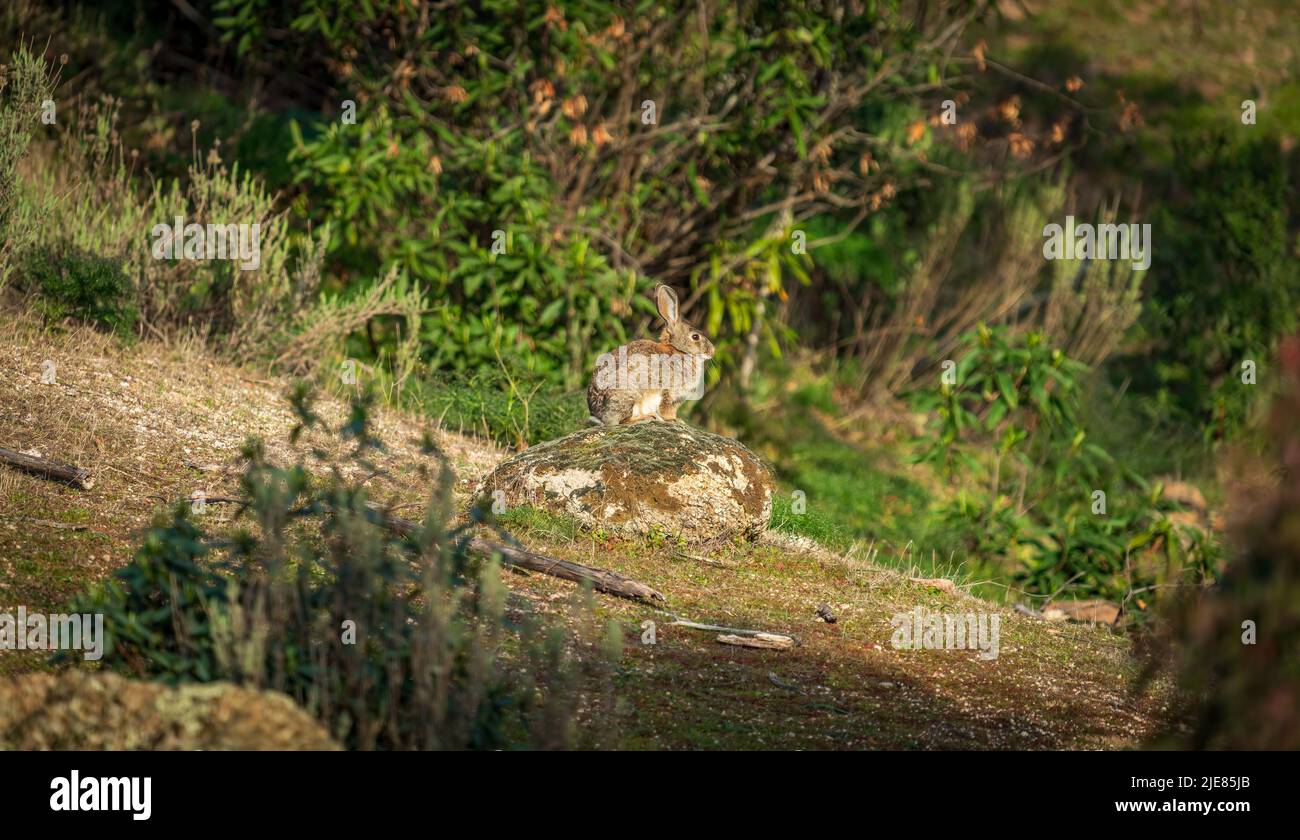 Rabbit on top of the boulder, long shot Stock Photo - Alamy
