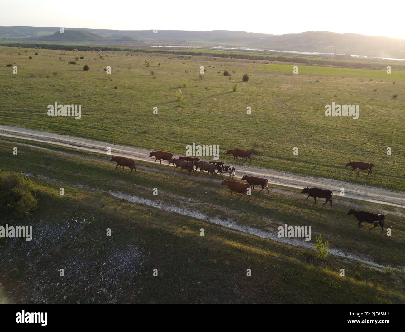 AERIAL: Flying over a small herd of cattle cows walking uniformly down ...