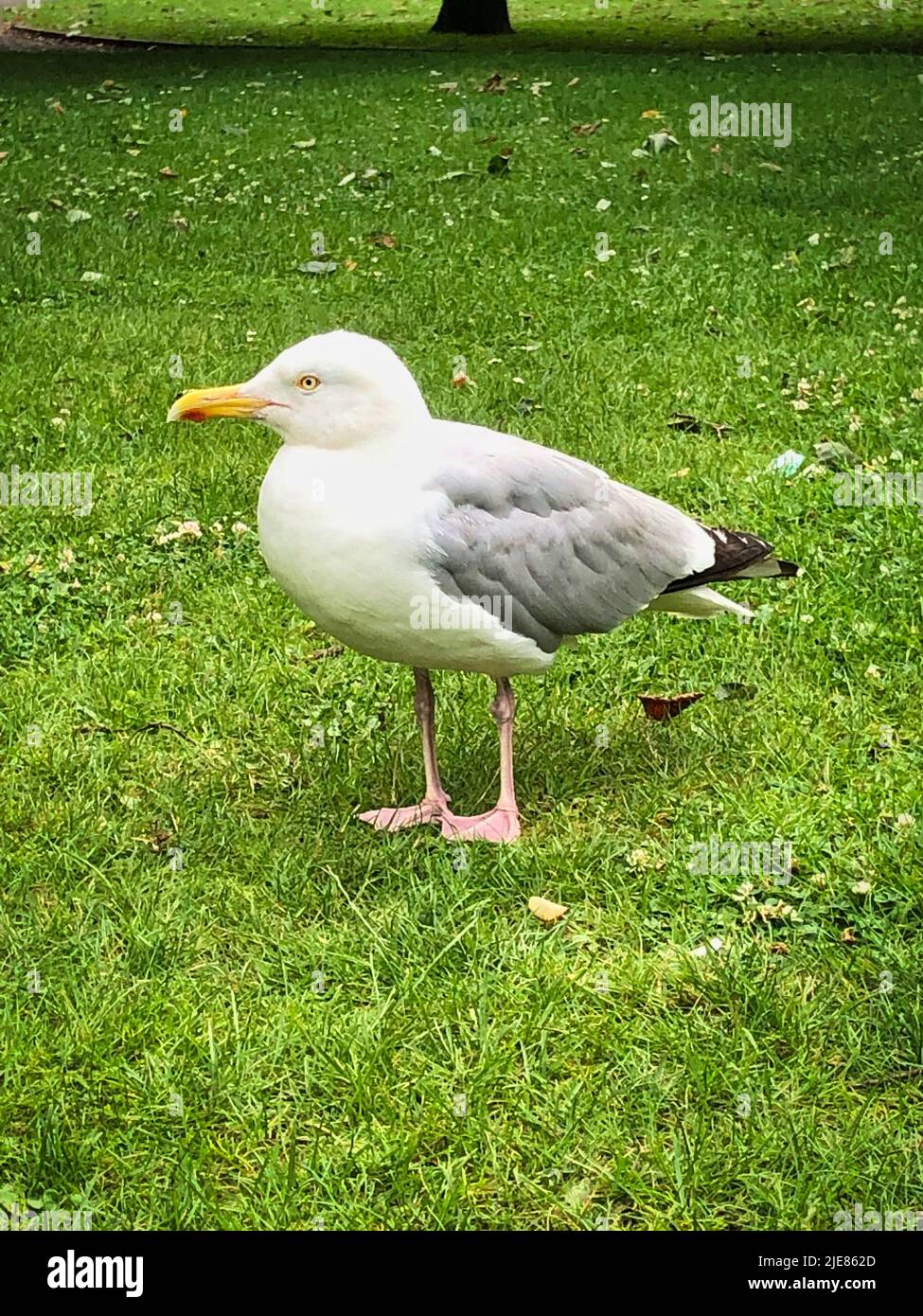 Seagull feet grass hi-res stock photography and images - Alamy