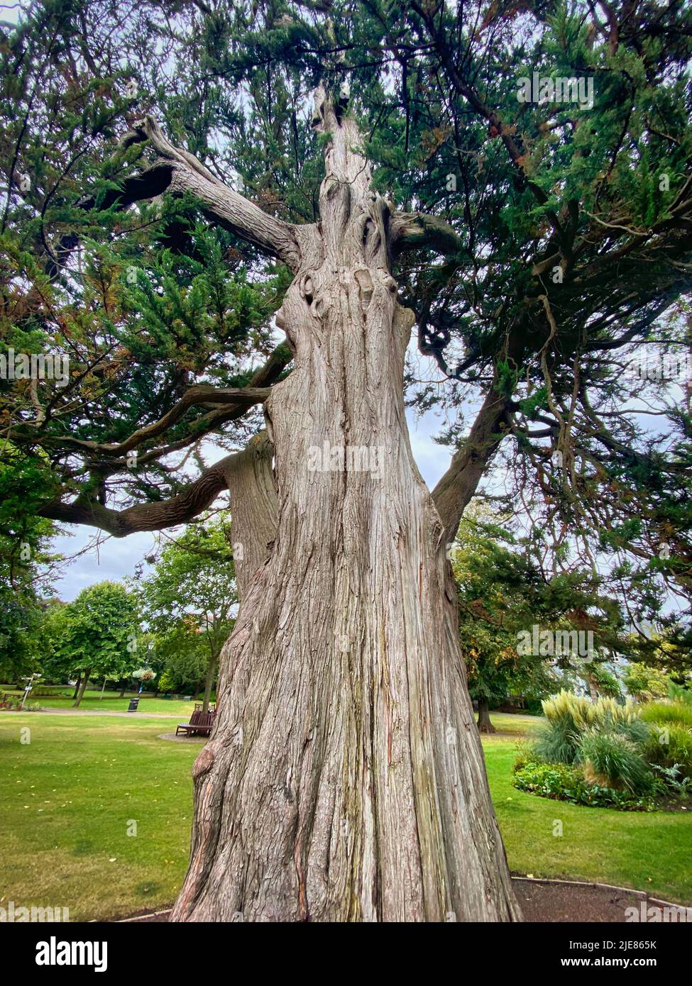 Tree in UK Stock Photo - Alamy