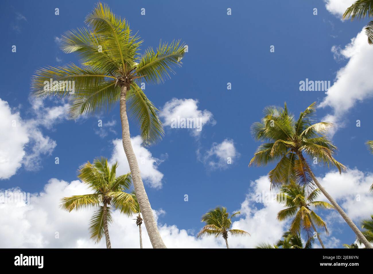 Plam trees with blue sky and cloud in the background Stock Photo - Alamy
