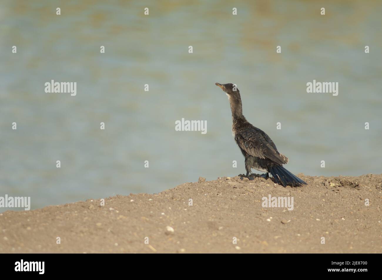 Reed cormorant Microcarbo africanus. Oiseaux du Djoudj National Park ...