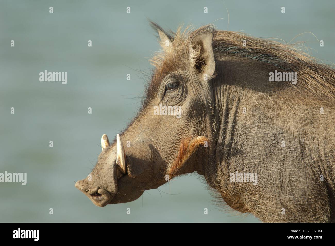 Nolan warthog Phacochoerus africanus africanus. Oiseaux du Djoudj ...