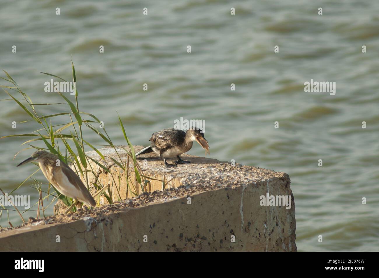 Reed cormorant Microcarbo africanus eating a catfish and squacco heron ...
