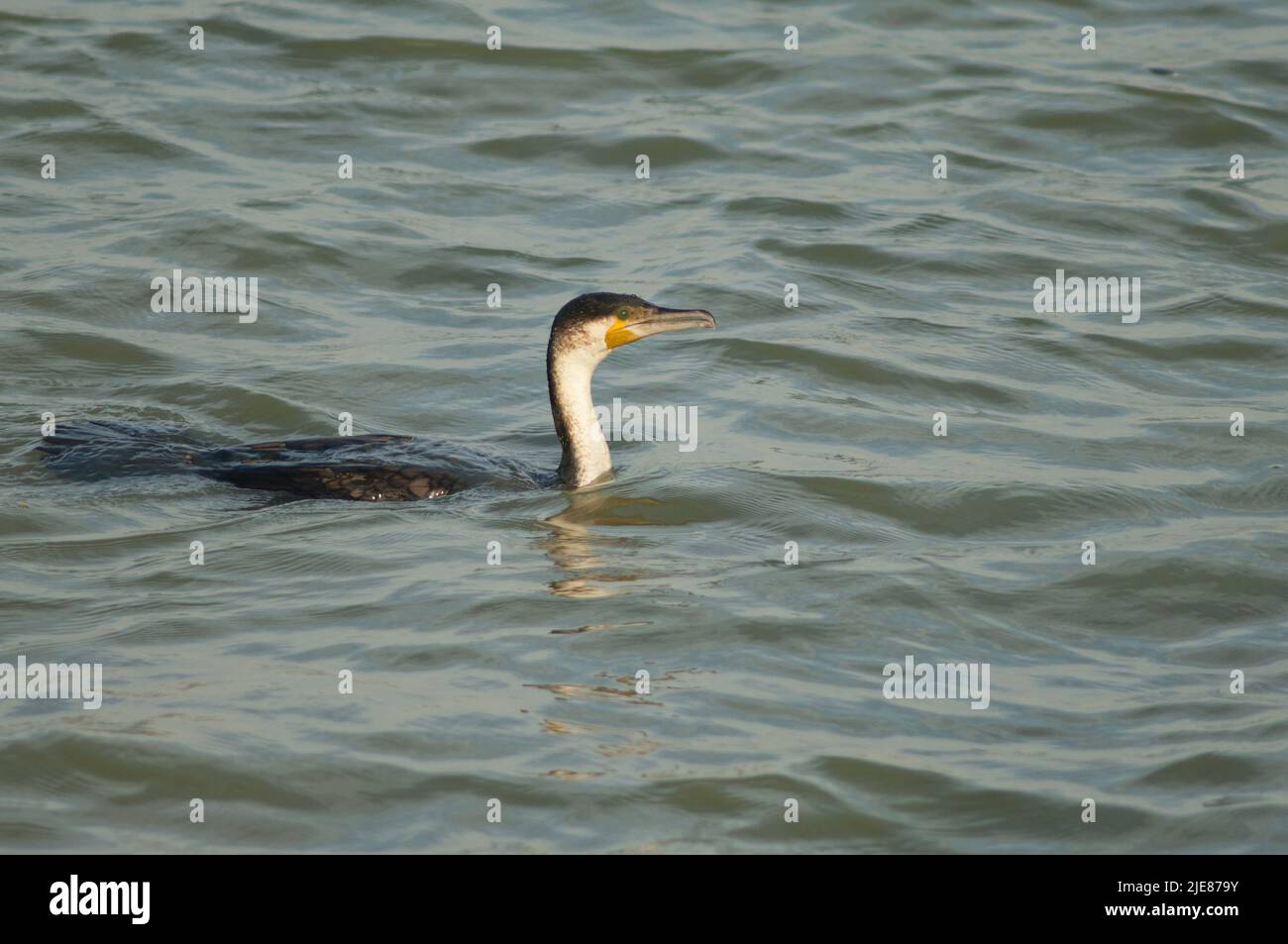 Great cormorant Phalacrocorax carbo in a lagoon. Oiseaux du Djoudj ...