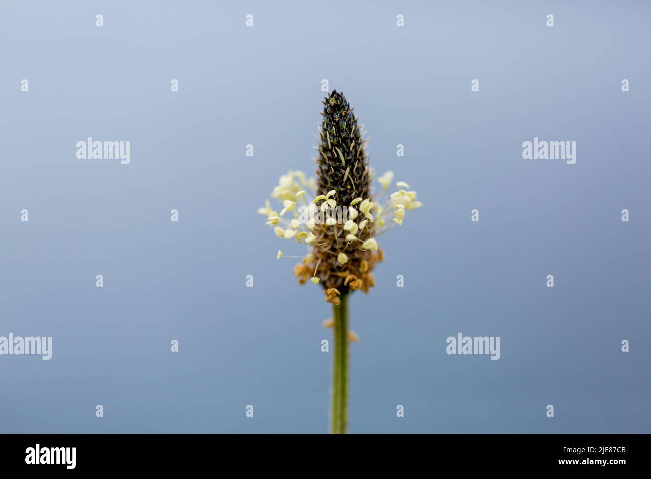 Ribwort Plantain flower in a grass meadow in early summer, standing ...