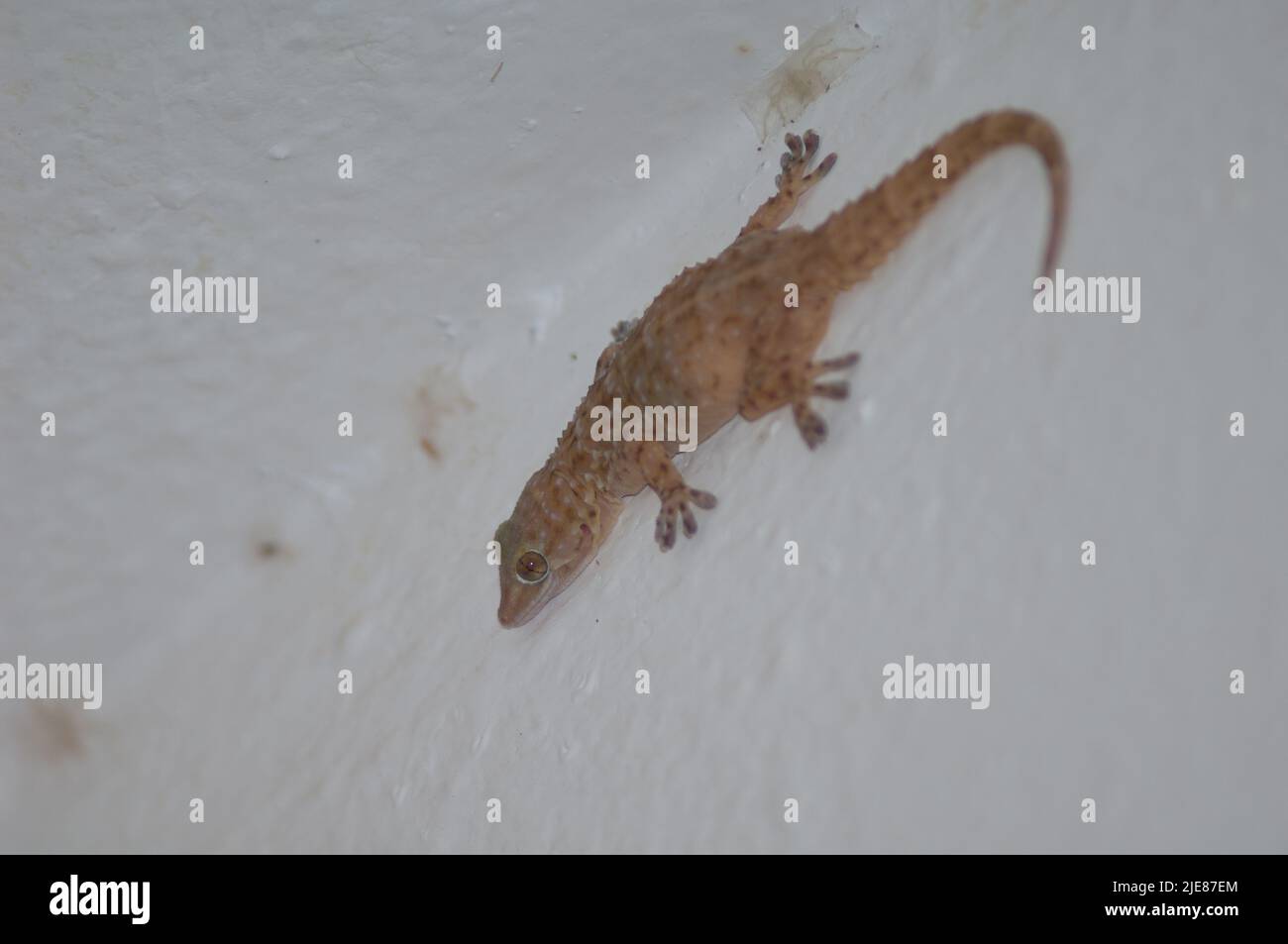 Gecko and spider hidden in its web at the top. Tambacounda. Senegal ...