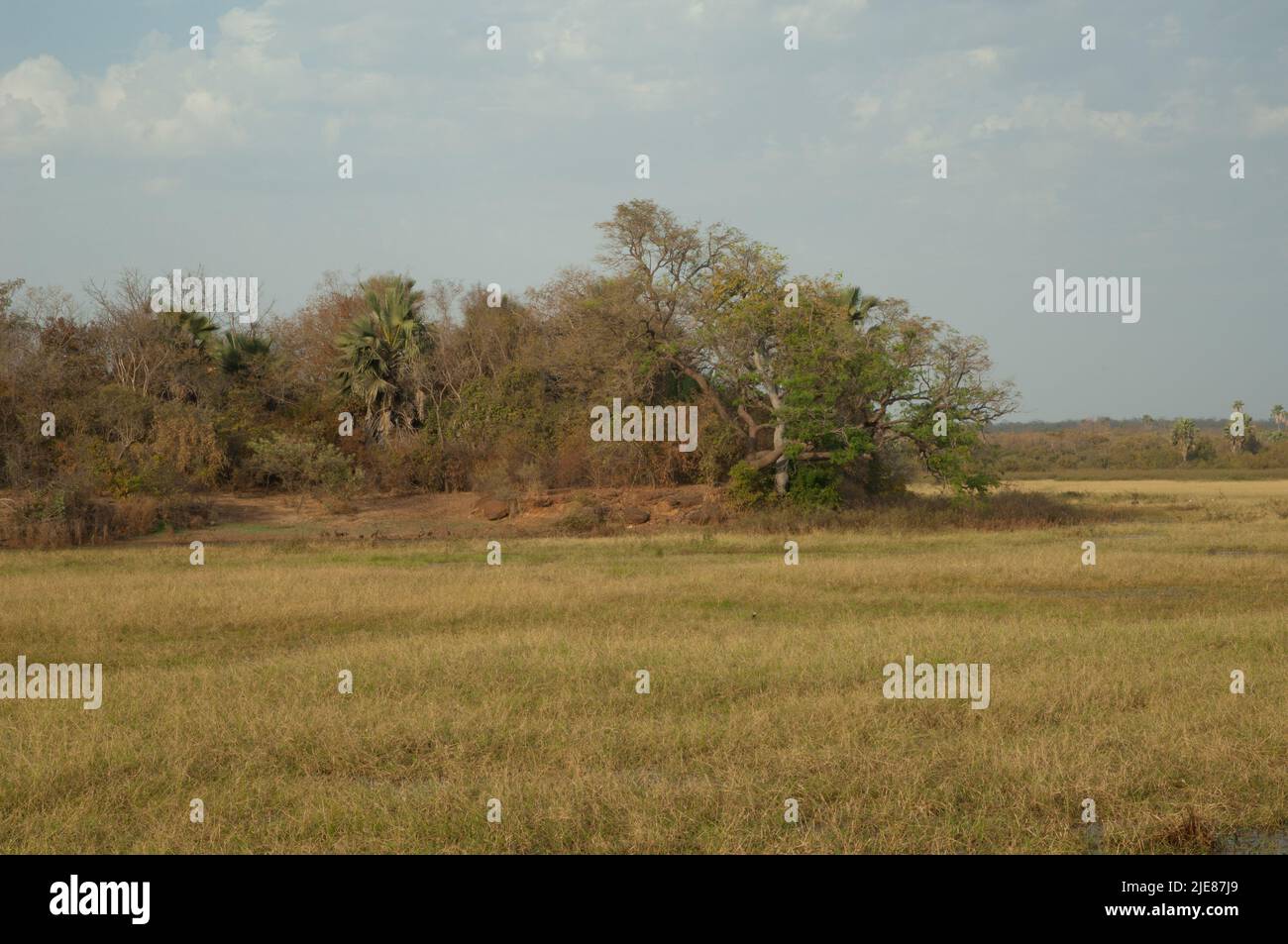 Meadow and forest in Niokolo Koba National Park. Tambacounda. Senegal ...