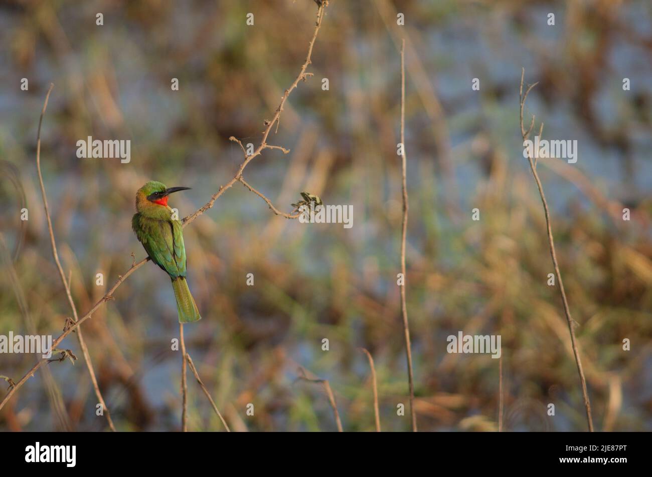 Red-throated bee-eater Merops bulocki on a branch. Niokolo Koba ...