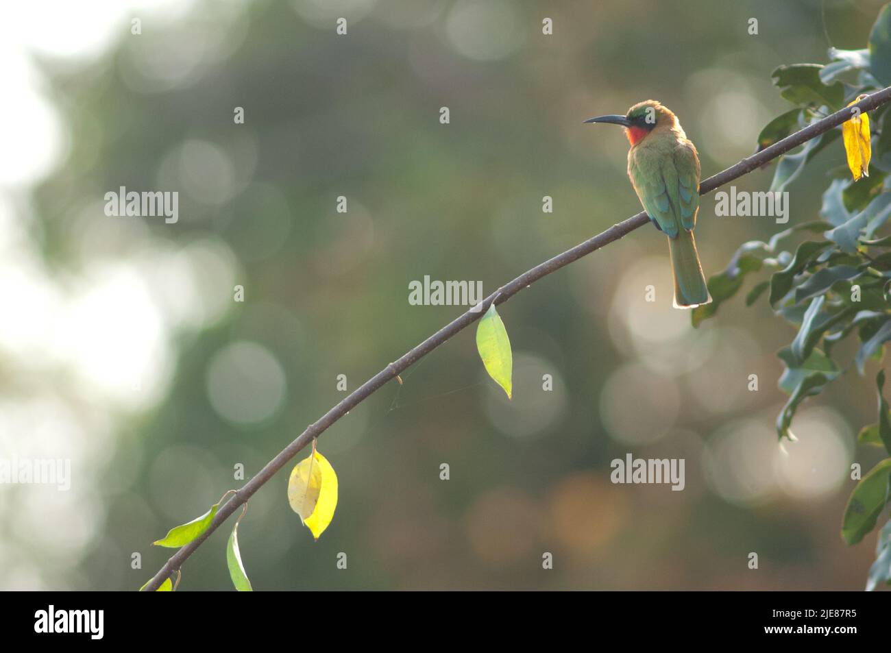 Red-throated bee-eater Merops bulocki on a branch. Niokolo Koba ...