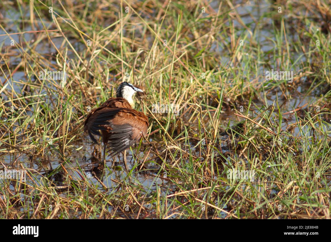 African jacana Actophilornis africanus stretching its wings. Niokolo ...