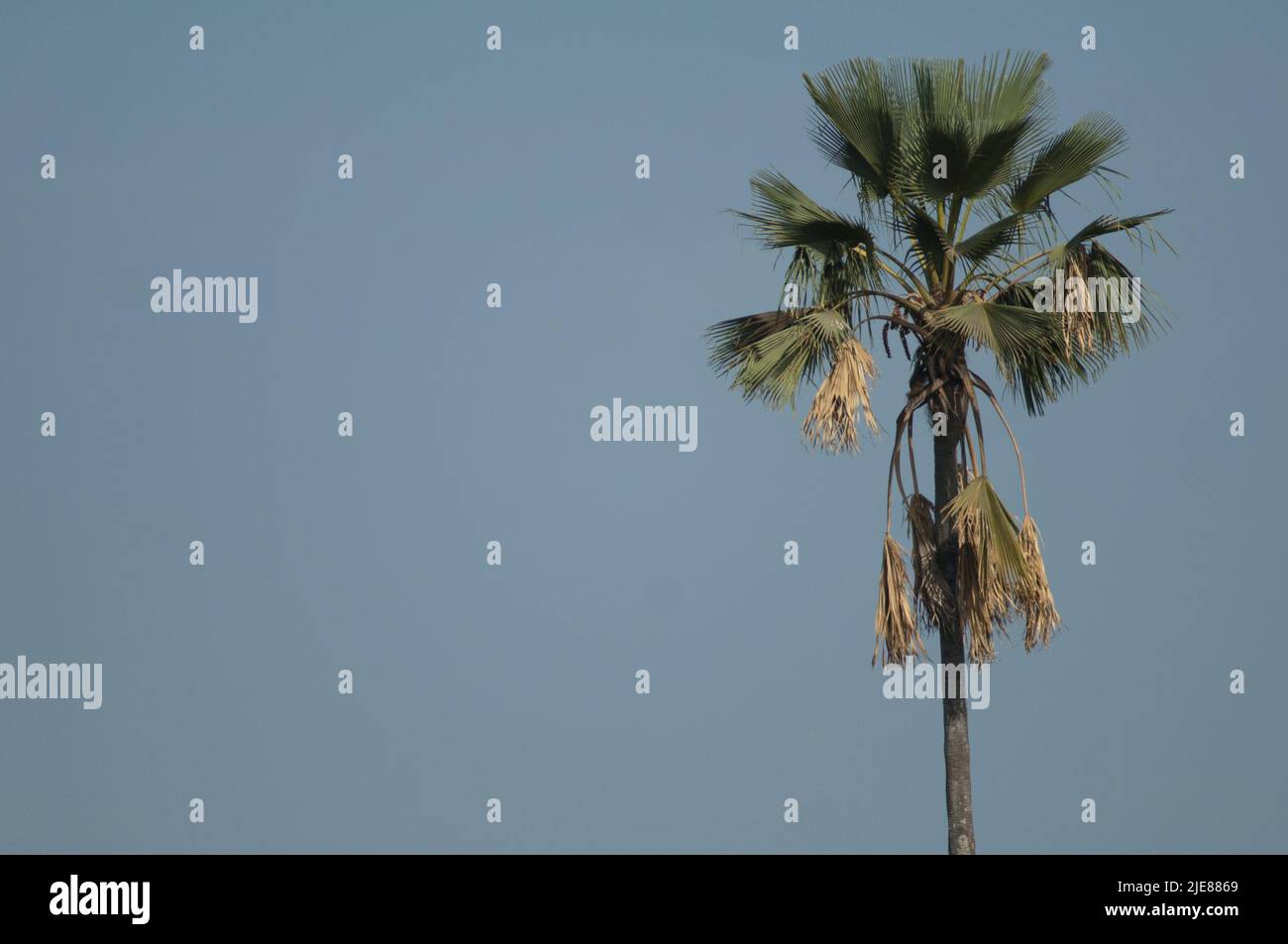 Palm in the Niokolo Koba National Park. Tambacounda. Senegal Stock ...