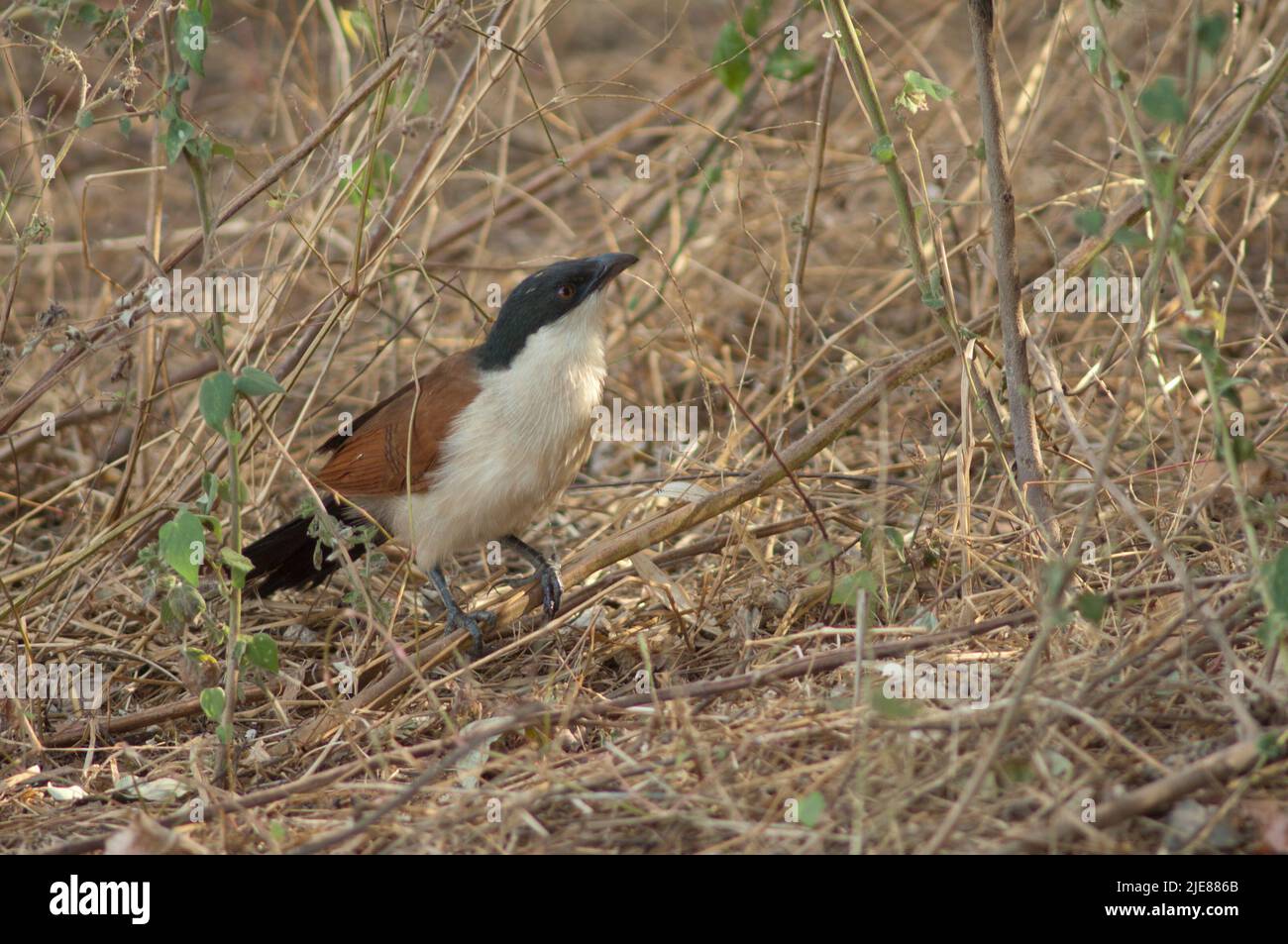 Senegal coucal Centropus senegalensis in Niokolo Koba National Park ...