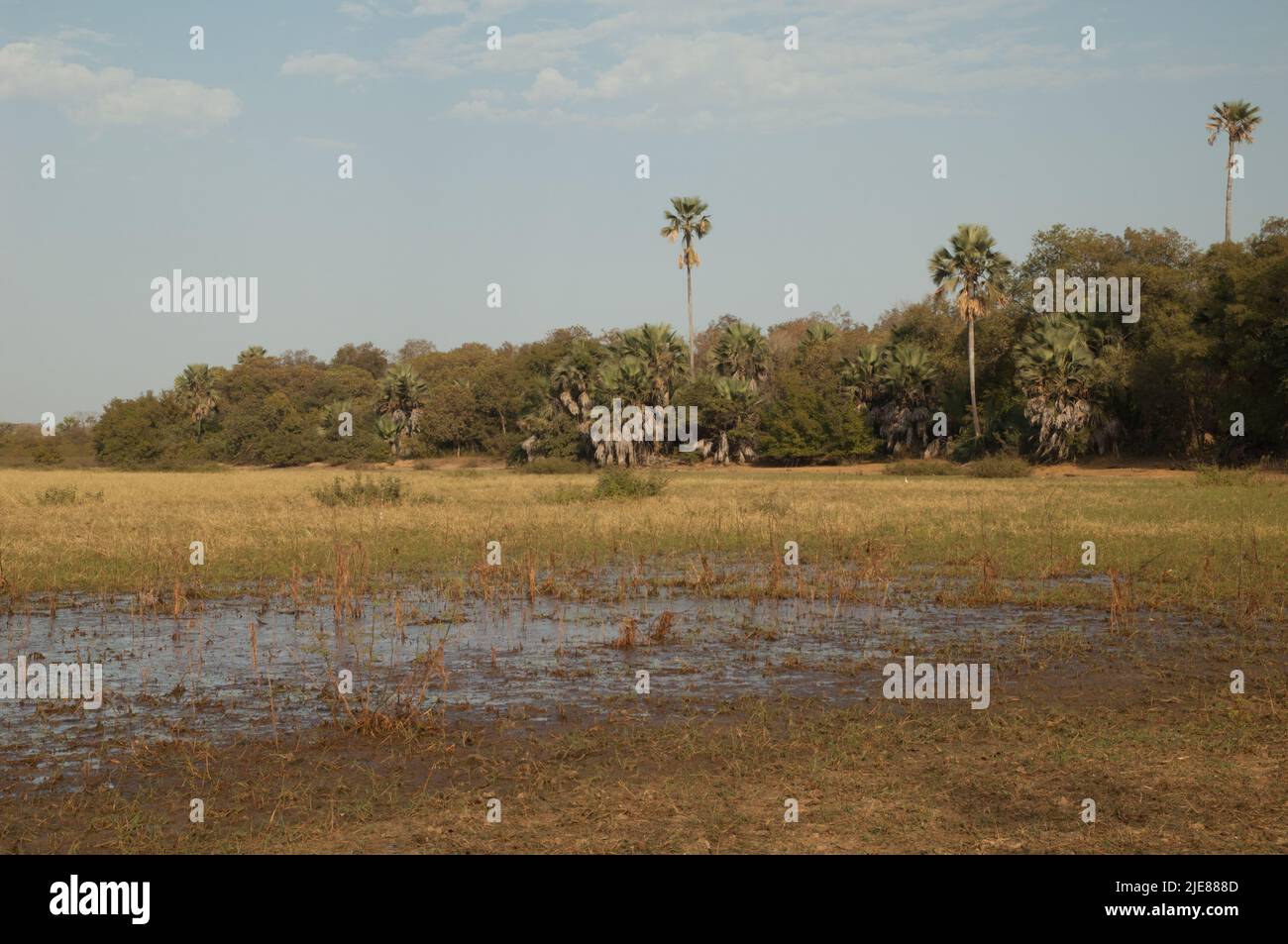 Meadow and forest in Niokolo Koba National Park. Senegal Stock Photo ...