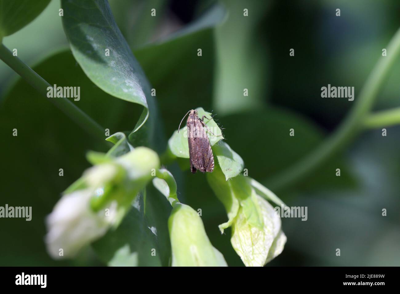 Pea moth (Cydia nigricana). A moth on a young pea plant in the garden ...
