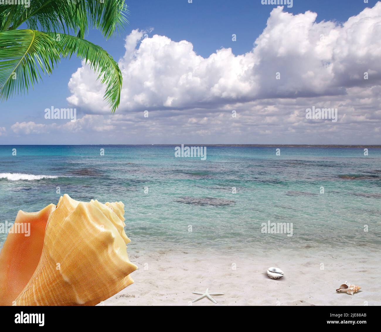 Tropical beach on the ocean with white sand, shells and palm tree with blue sky and clouds in ...
