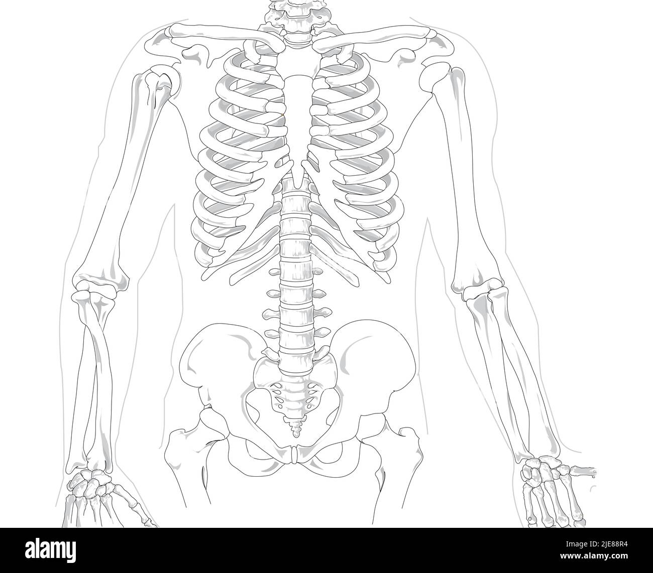 Body section. Skeleton, anatomy and medical illustration Stock Photo ...