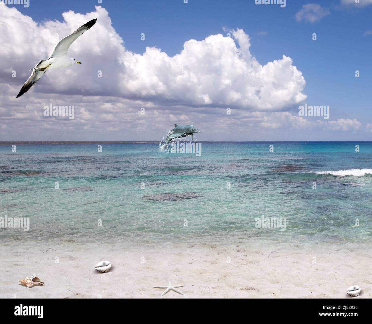 Seascape: tropical beach with shells and seagull is flying in the sky ...