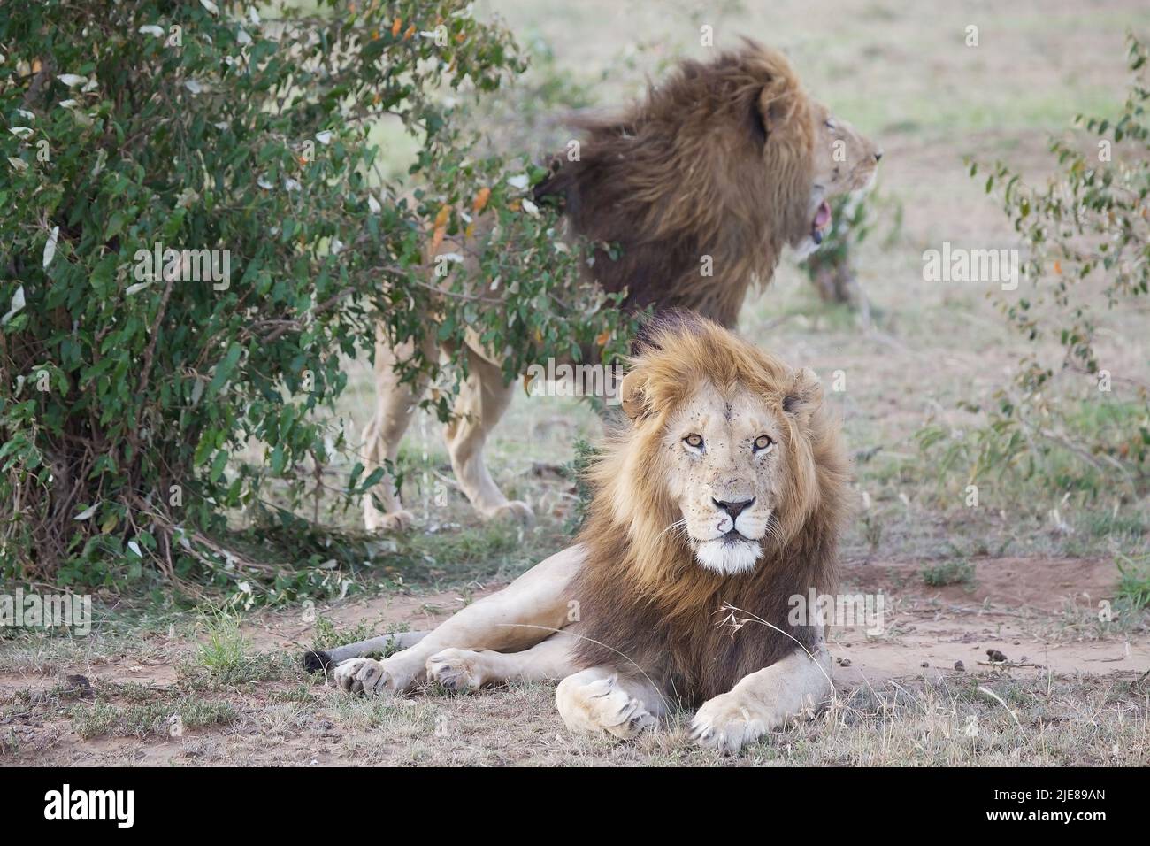 African lion (Panthera leo) in the african savanna. Animal in the wild ...