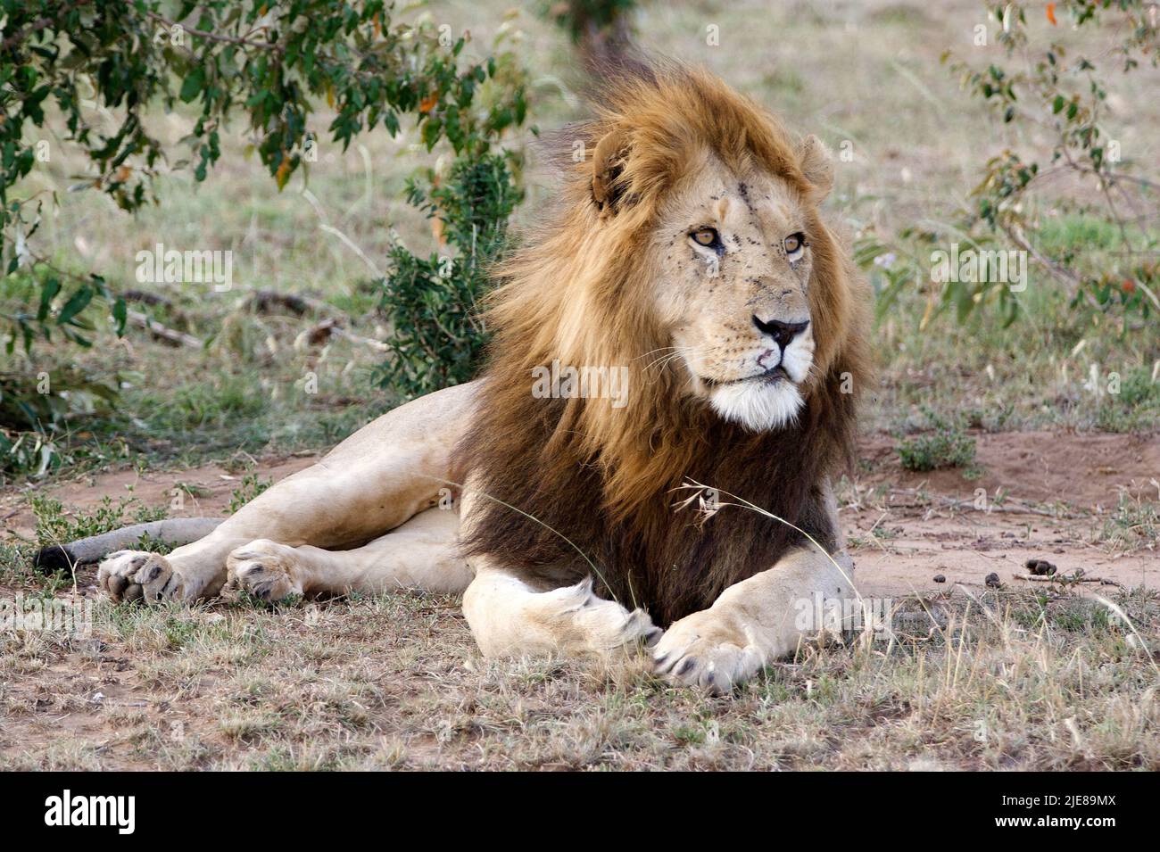 Lion (Panthera leo Stock Photo - Alamy