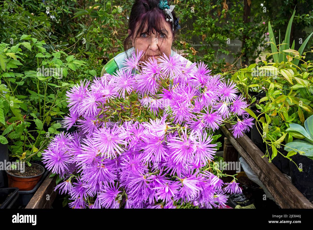Lampranthus Roseus (Dew plant Stock Photo - Alamy