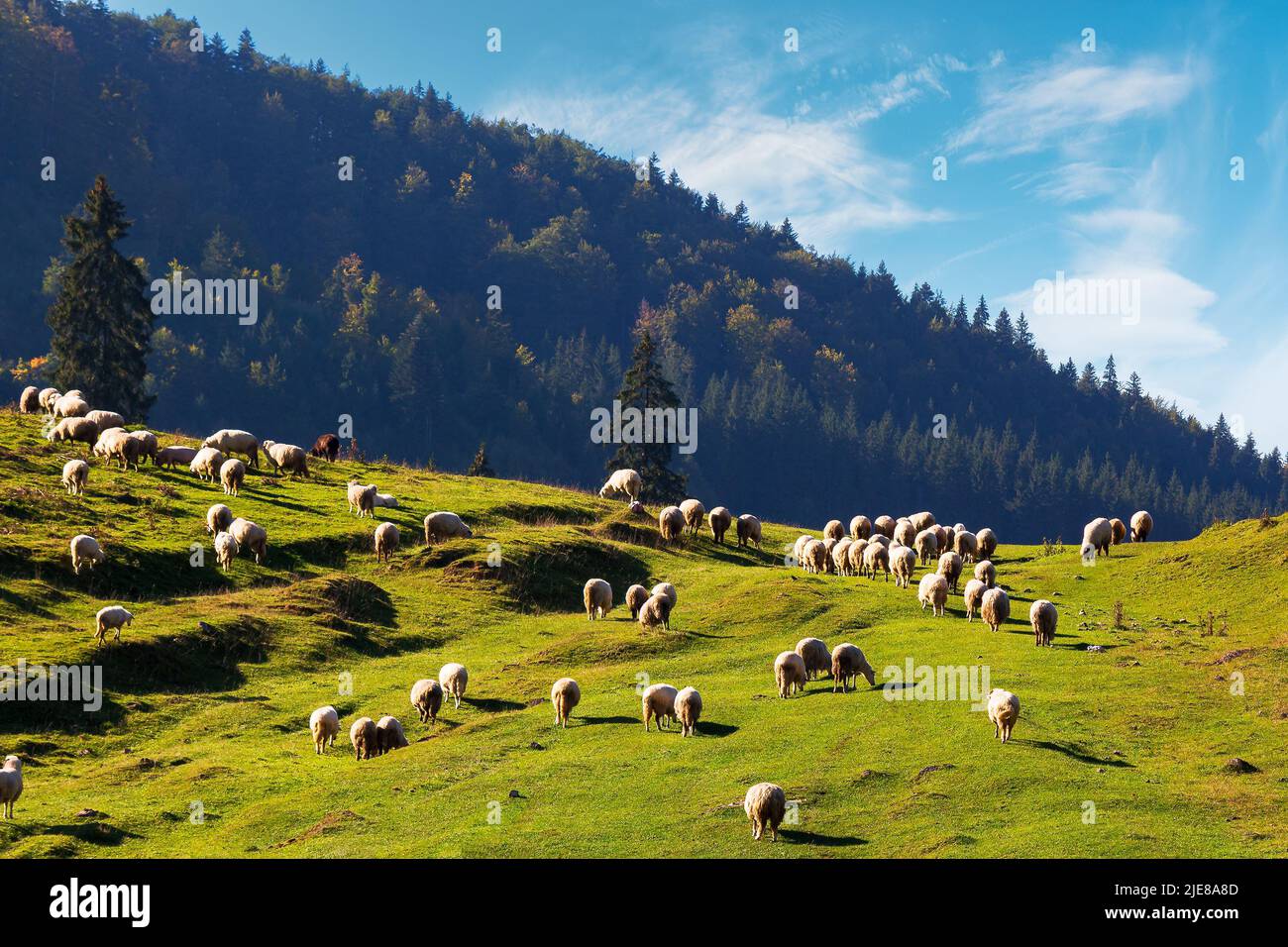 flock of sheep grazing in mountains. sunny nature scenery in apuseni ...