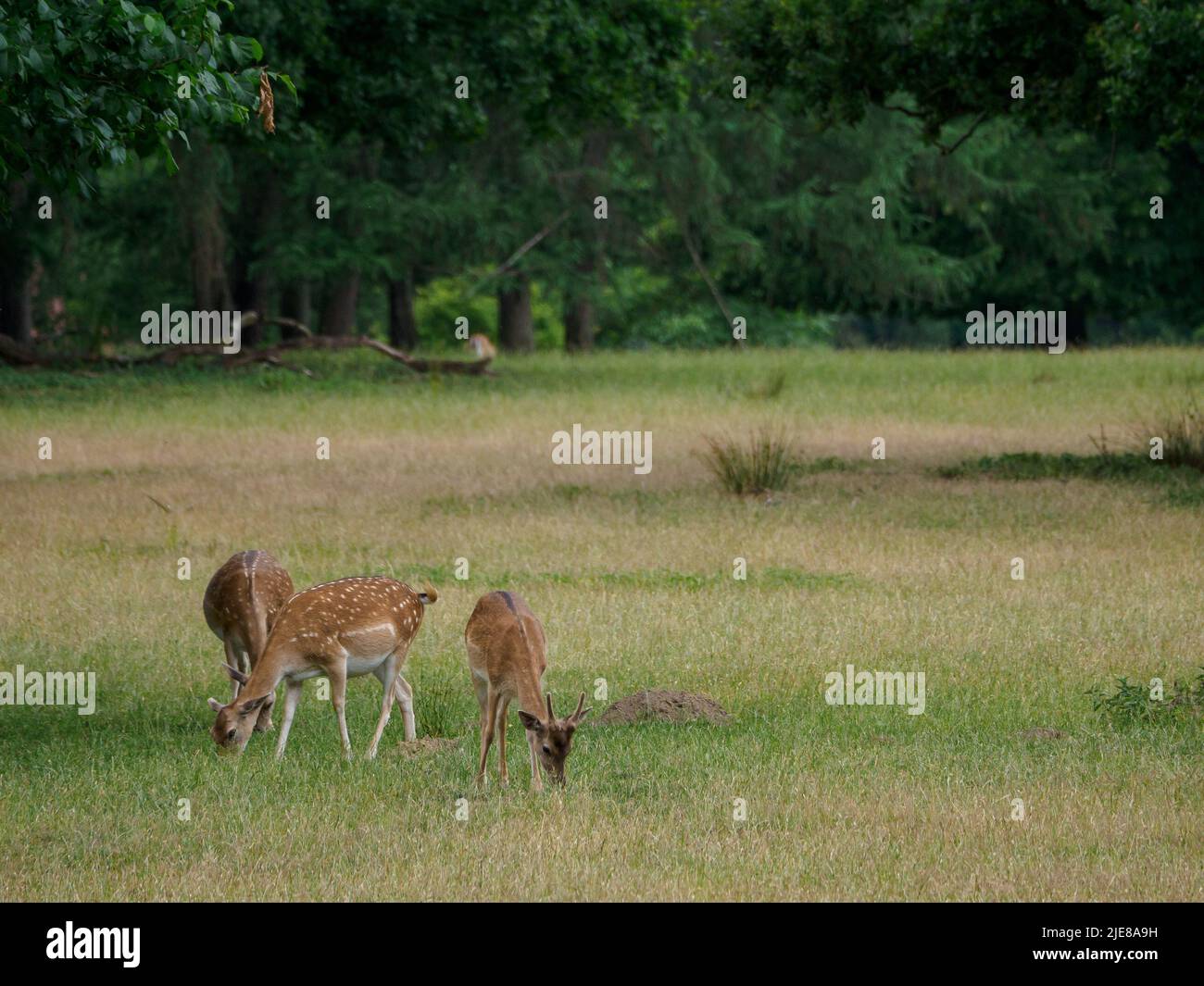 Deers in the german muensterland Stock Photo - Alamy