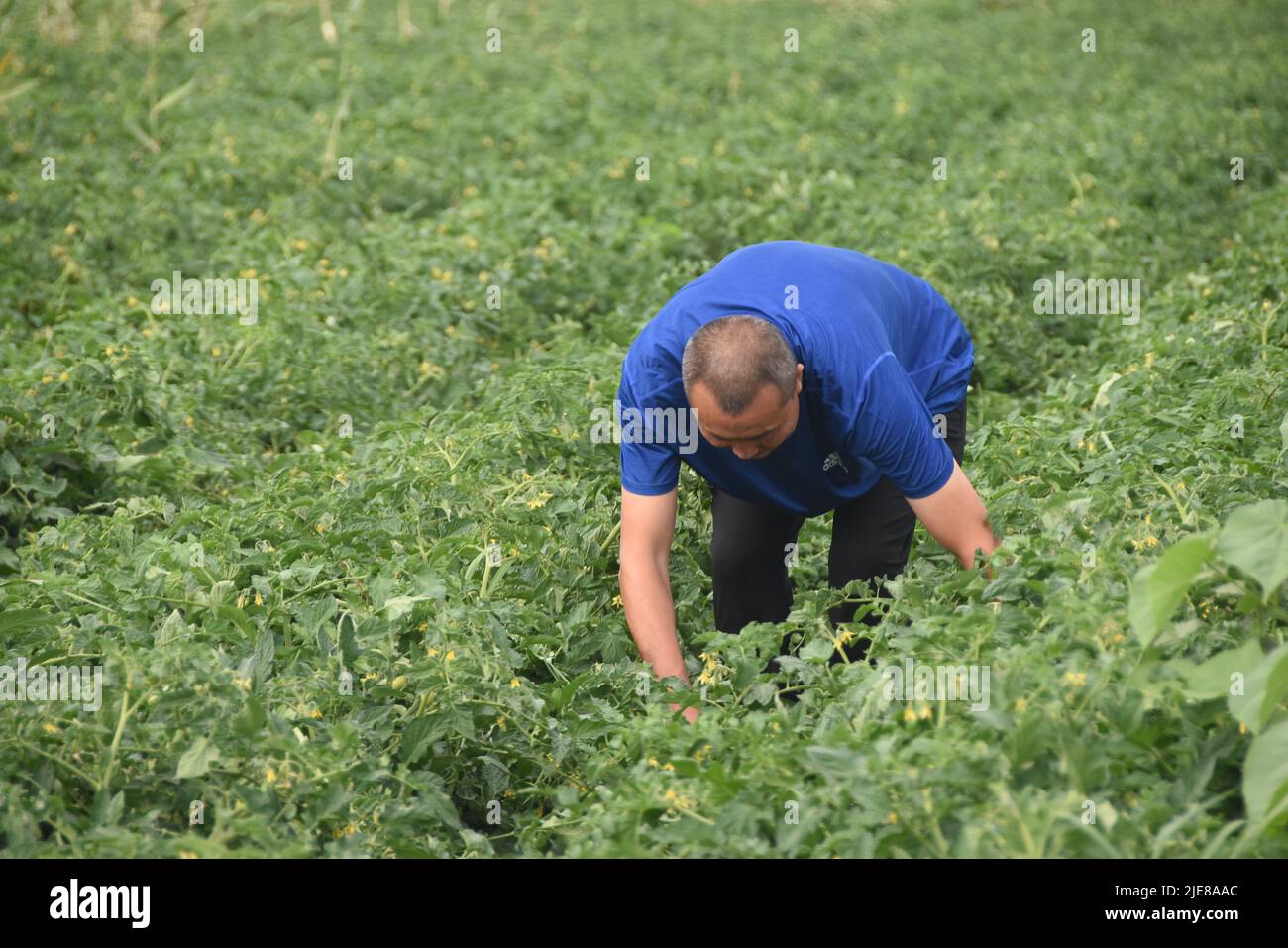 Changji, China's Xinjiang Uygur Autonomous Region. 15th June, 2022. Bai ...