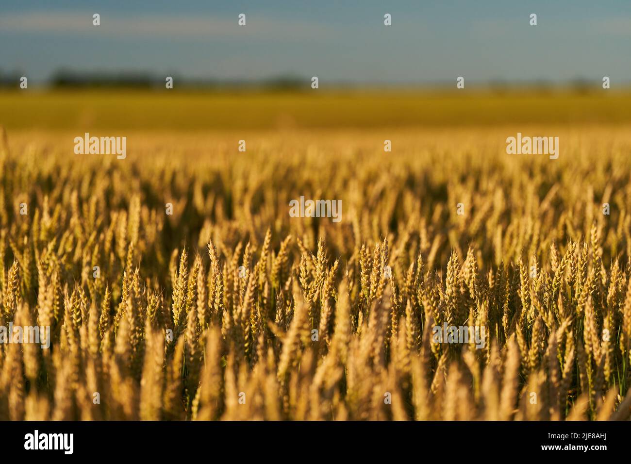 Healthy wheat culture ripening in the sun light Stock Photo - Alamy
