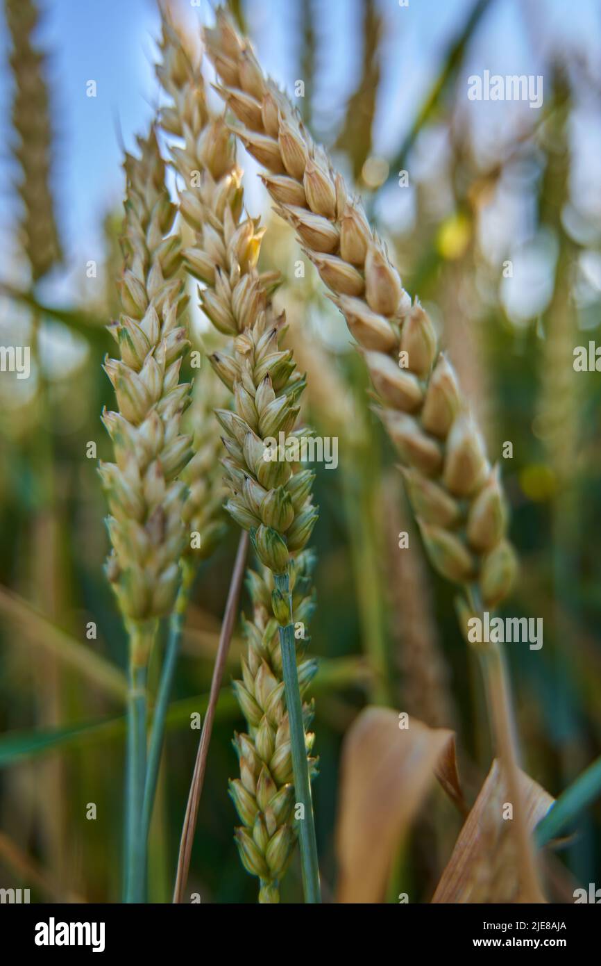 Healthy wheat culture ripening in the sun light Stock Photo - Alamy