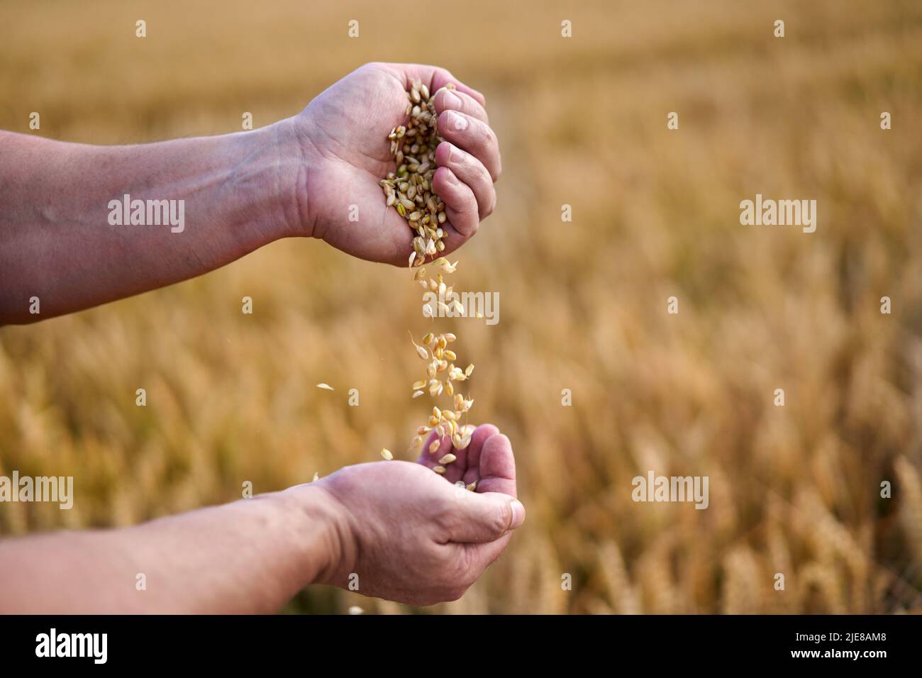 Farmer checking the quality of the wheat grain Stock Photo - Alamy