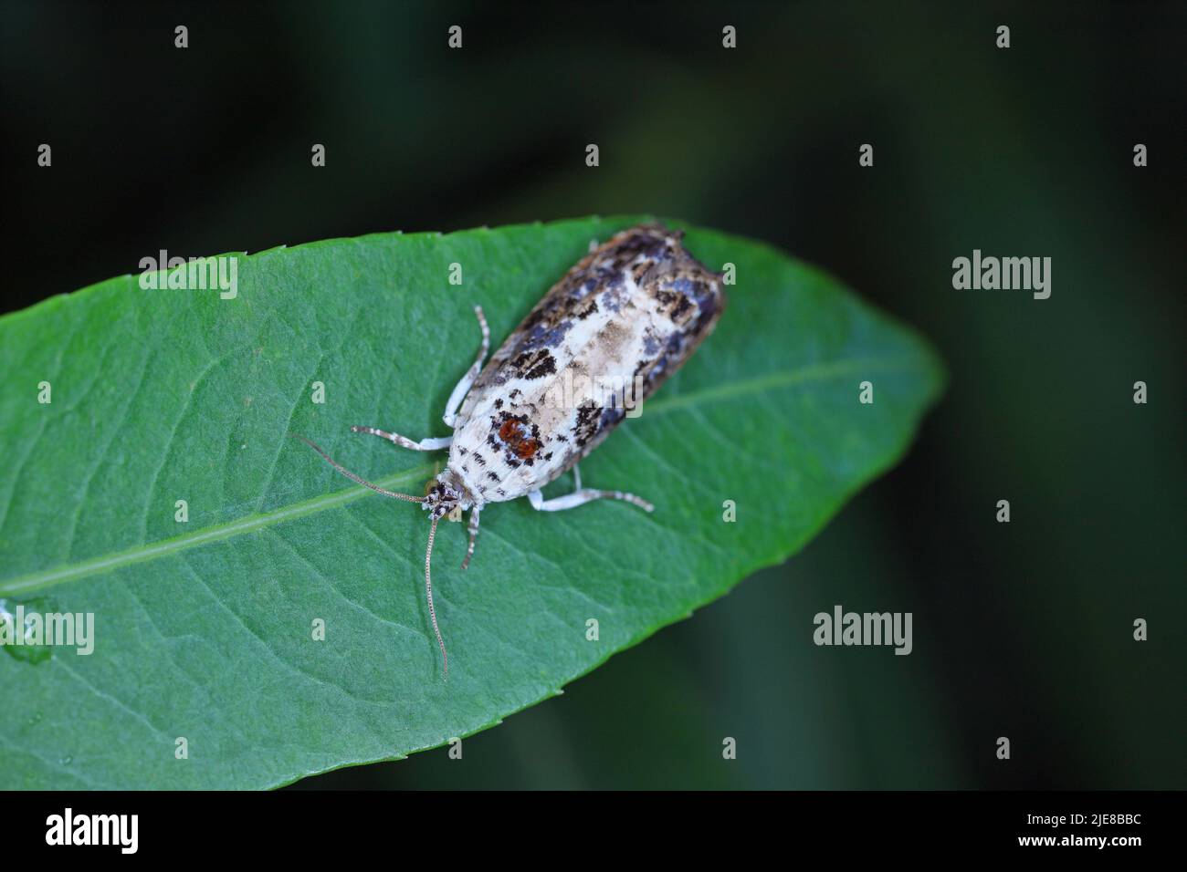 Detailed closeup on the White-backed Marble moth, Hedya salicella ...