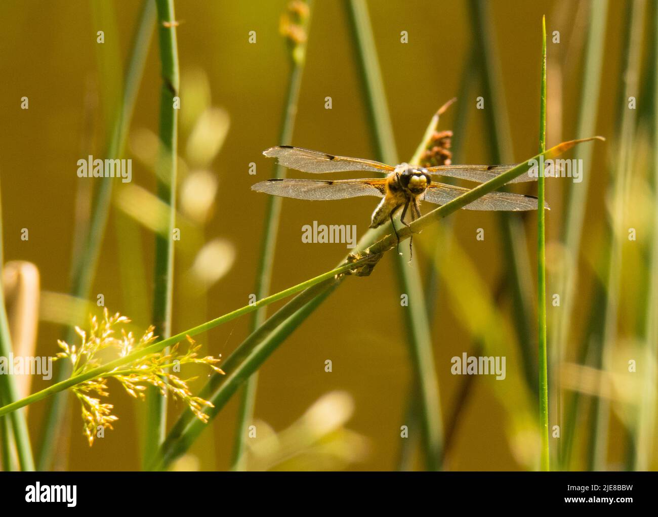 Four spotted chaser dragonfly Stock Photo - Alamy