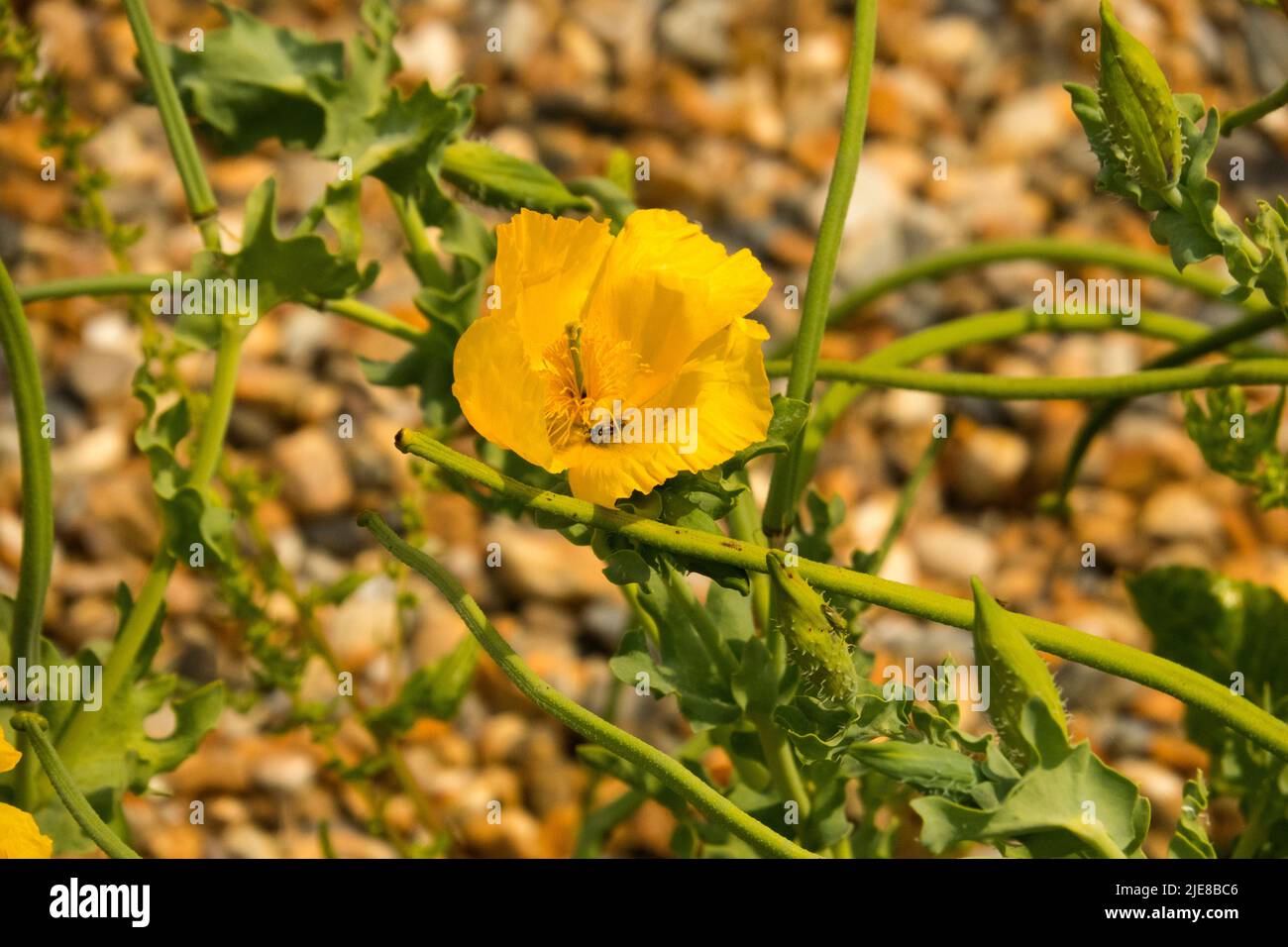 Yellow Horned Poppy Stock Photo - Alamy