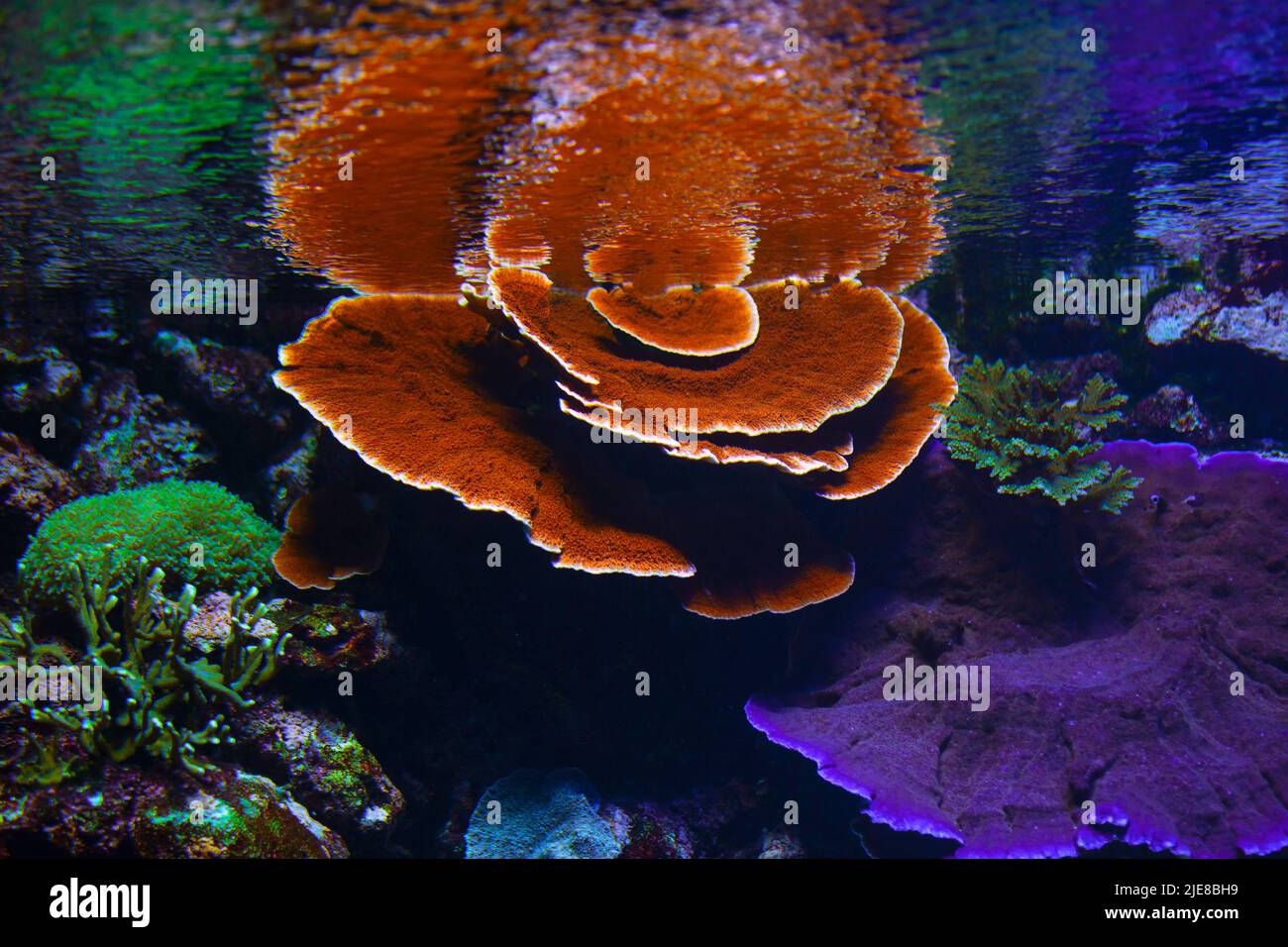 Underwater colorful coral reefs . Sea floor habitat Stock Photo - Alamy