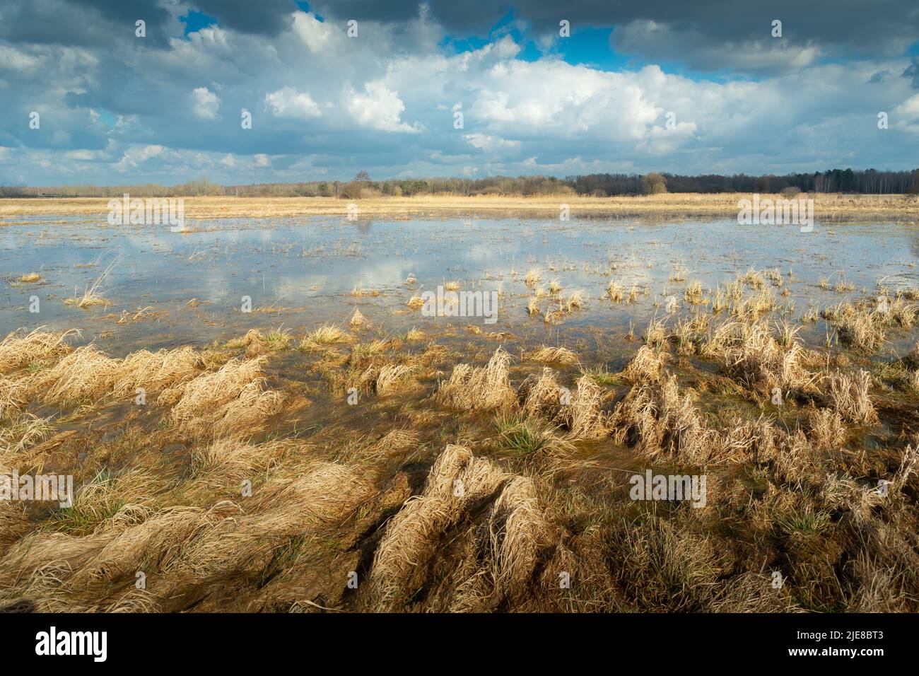 Wild and marshy meadow and clouds on the sky, nature landscape Stock ...