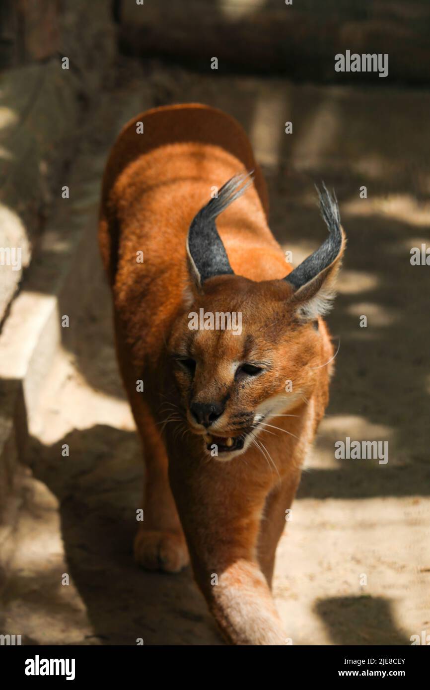 Caracal, in green grass vegetation. Beautiful wild cat in nature ...