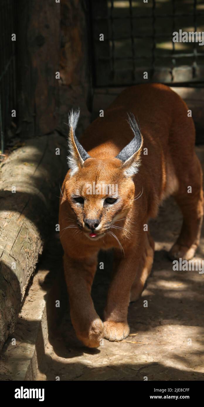 Caracal, in green grass vegetation. Beautiful wild cat in nature ...
