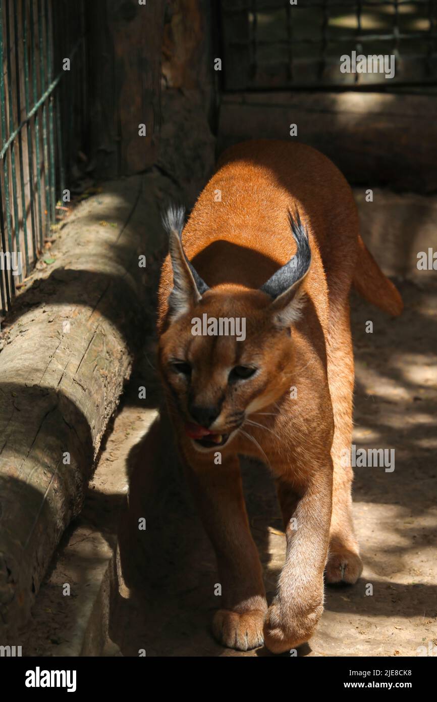 Caracal, in green grass vegetation. Beautiful wild cat in nature ...