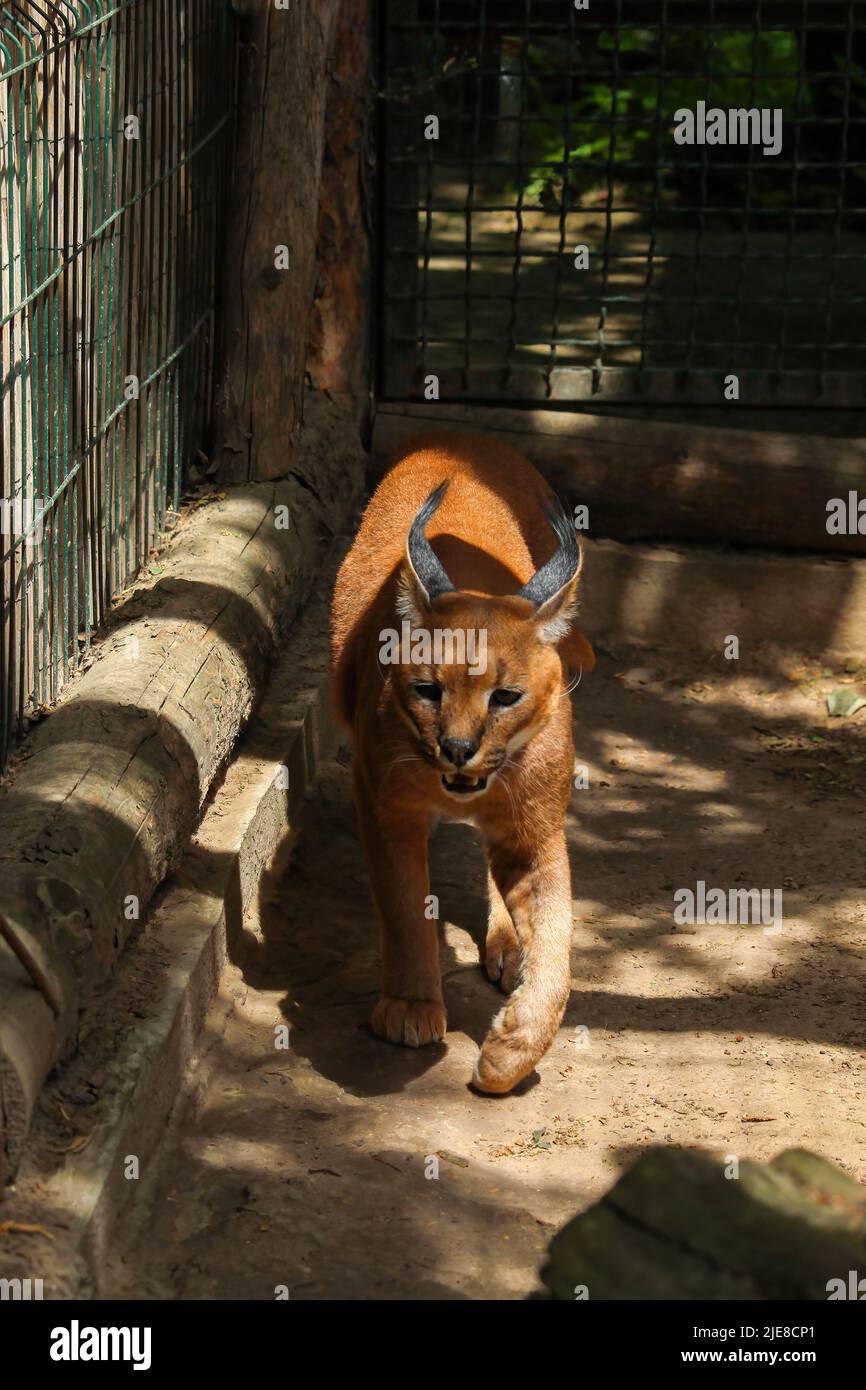 Caracal, in green grass vegetation. Beautiful wild cat in nature ...