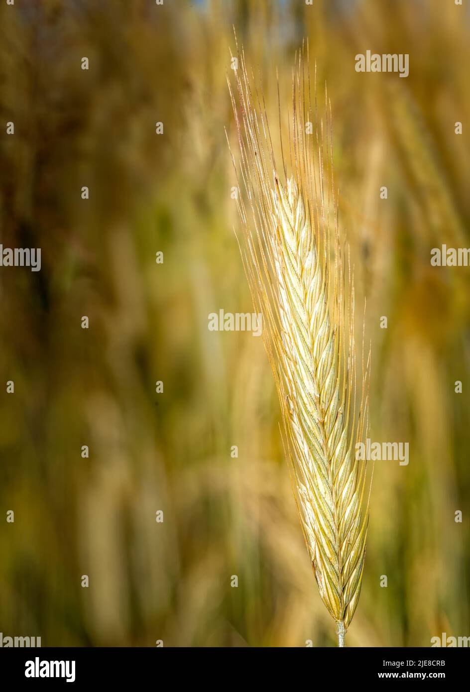 Spike wheat hi-res stock photography and images - Alamy