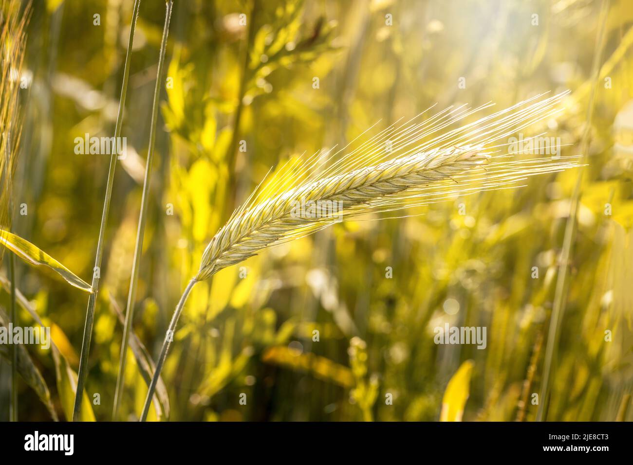 Scenic spike hi-res stock photography and images - Alamy