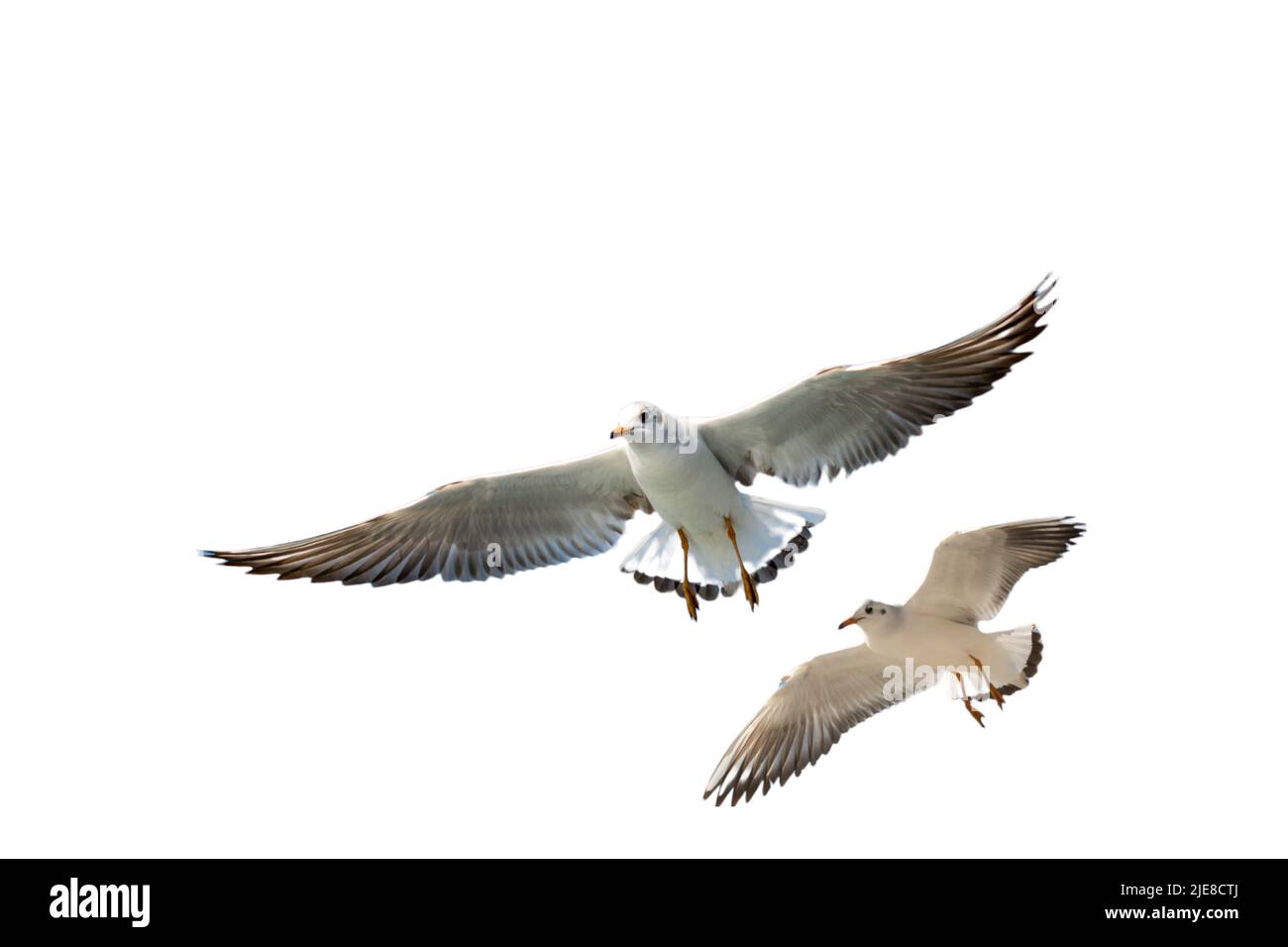 Isolated seagull on white background Stock Photo - Alamy