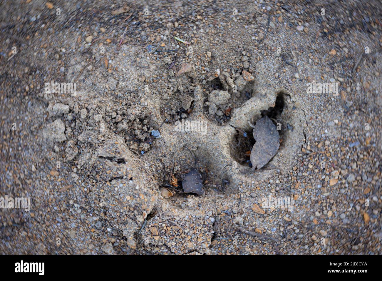 Dog footprints in dried mud Stock Photo - Alamy