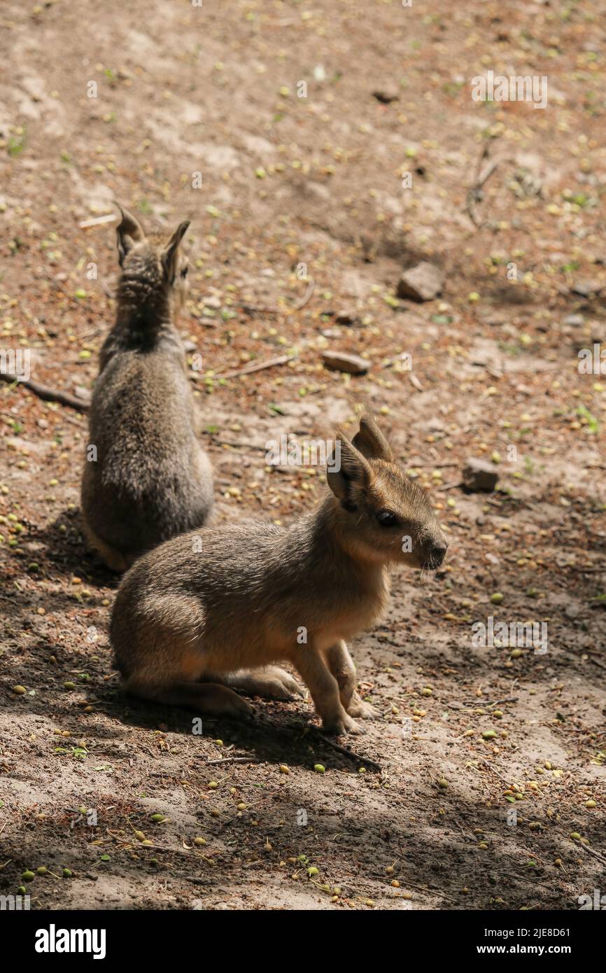 Mara - Dolichotis patagonum, Patagonian cavy, big rodent, relative of ...