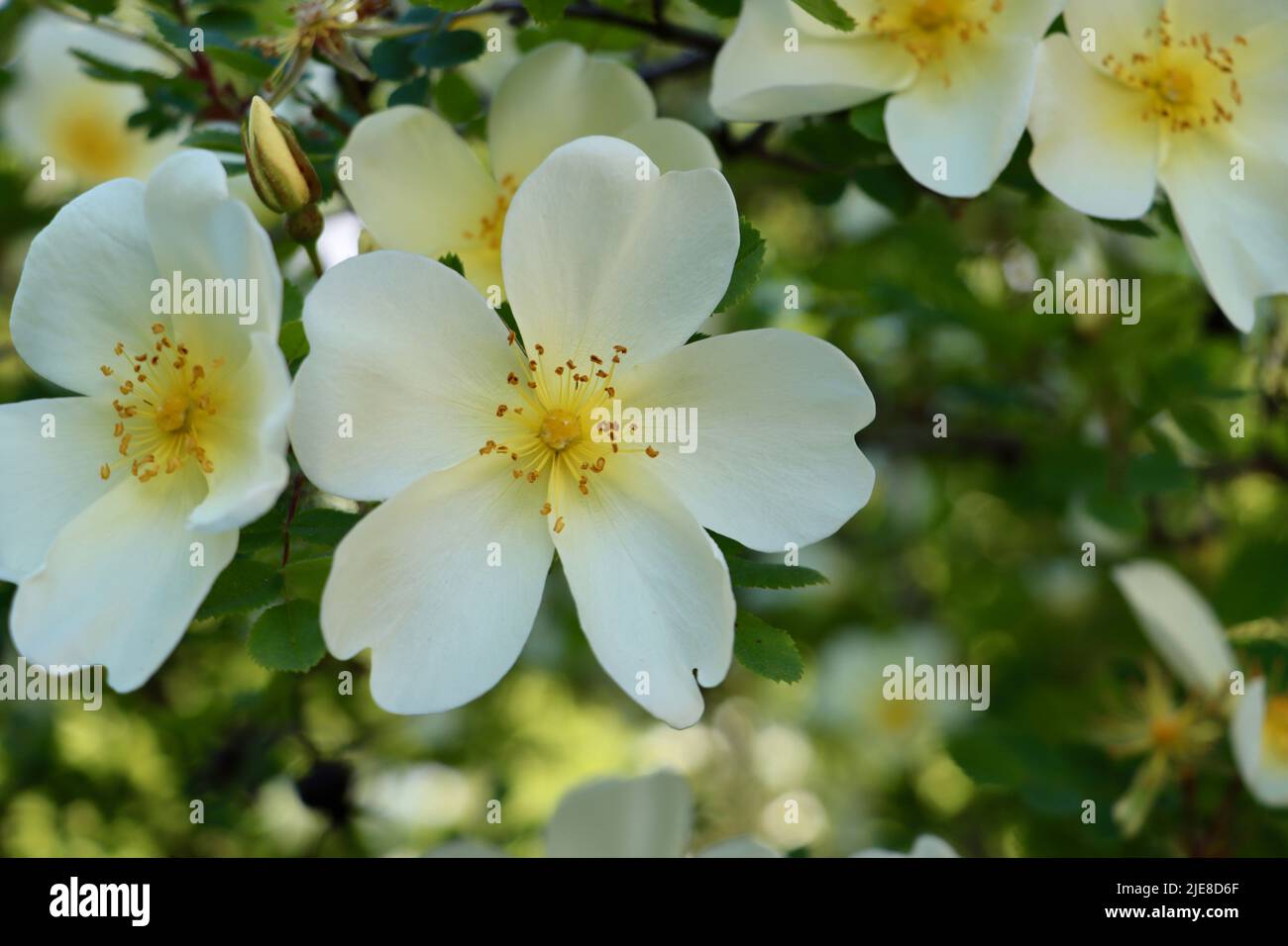 The runeberg rose hi-res stock photography and images - Alamy