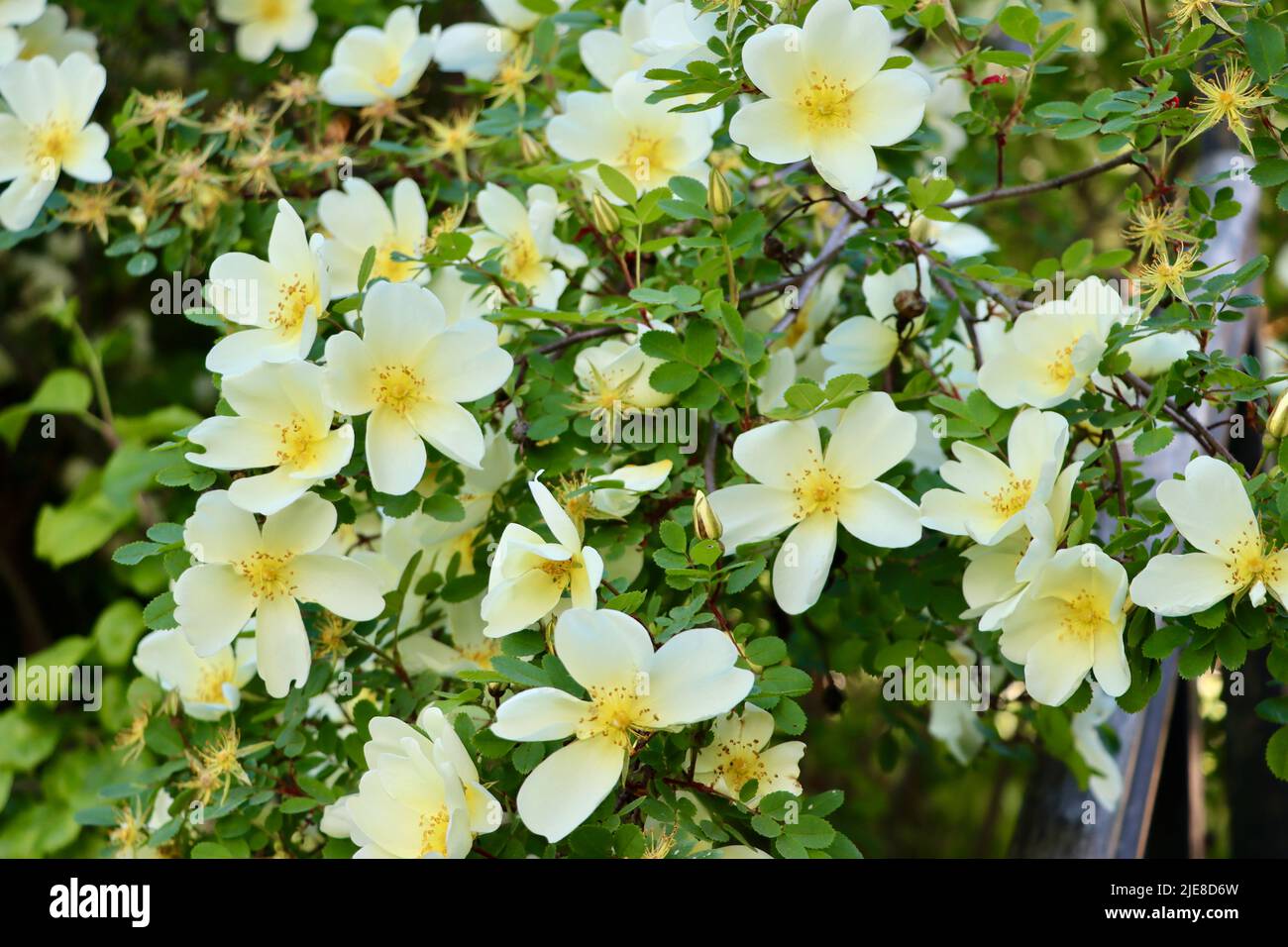 The runeberg rose hi-res stock photography and images - Alamy