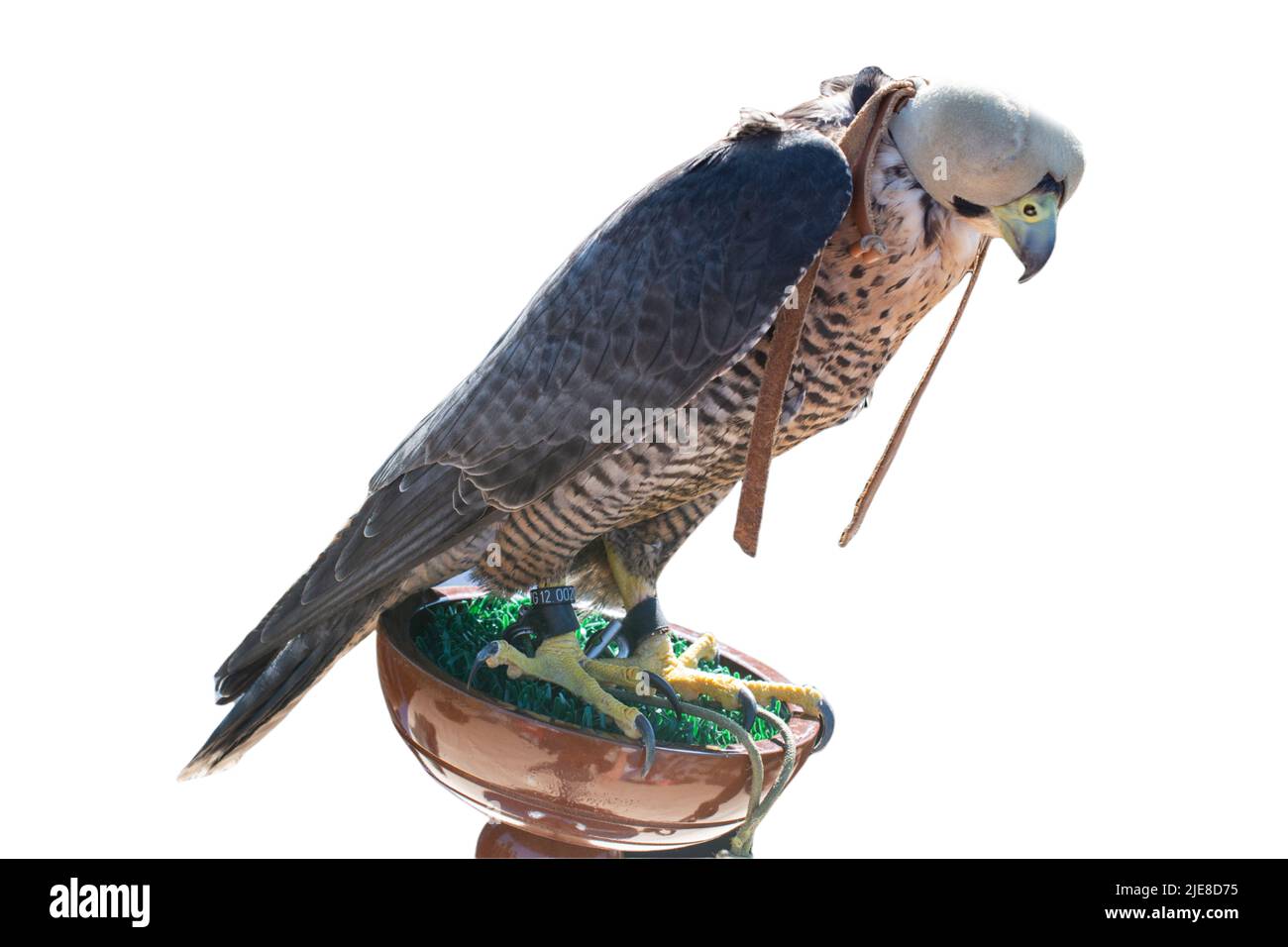 Trained falcon as wildlife, reenactment and hunting concept Stock Photo ...